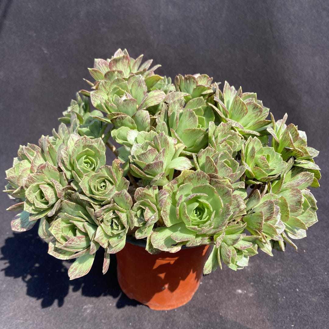 6'' Aeonium 'ninetales' Cluster, New Hybrid (aeonium × Greenovia), Live ...