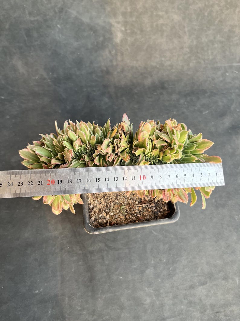8.5'' Crested Aeonium 'white Phoenix', Rare Living Succulent ...