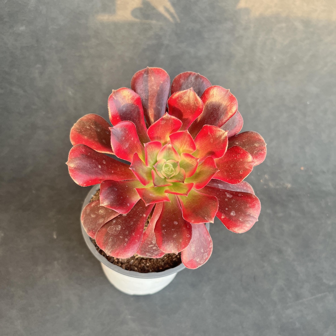 Aeonium 'canary', 4" Rare Colorful Succulent, Variegated Aeonium, Plant ...