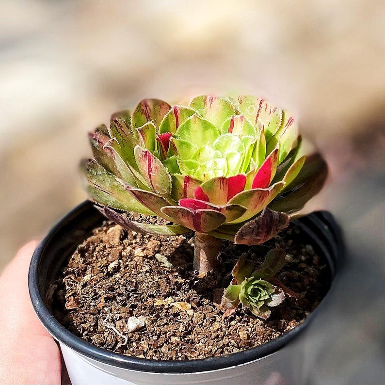 3'' Aeonium 'zhifou' Variegated Single, Colorful Variegated Succulent ...