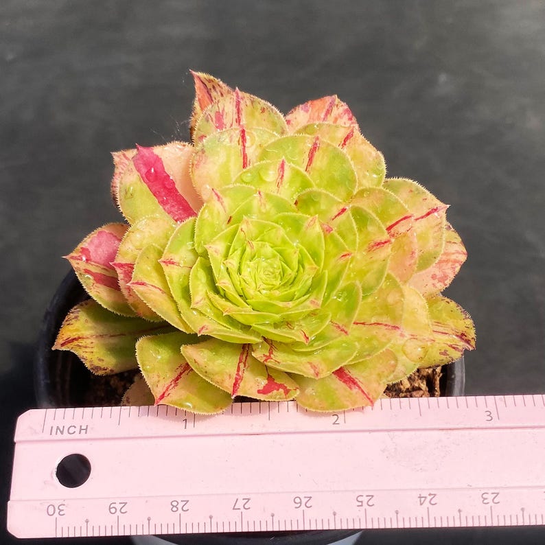 3'' Aeonium 'zhifou' Variegated Single, Colorful Variegated Succulent ...