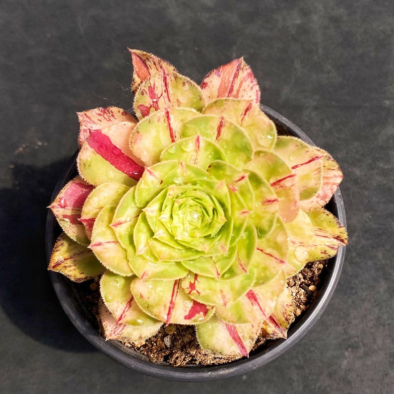 3'' Aeonium 'zhifou' Variegated Single, Colorful Variegated Succulent ...