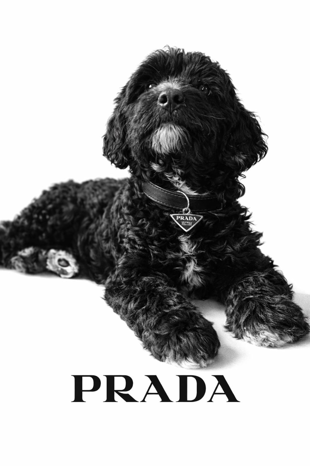 Custom Luxury-inspired Pet & People Portrait Posters - Etsy
