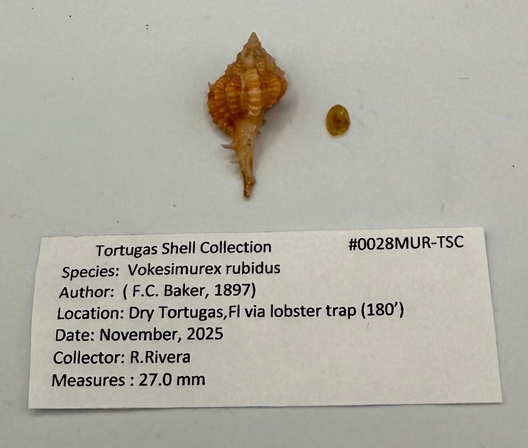 Vokesimurex Rubidus (F.C. Baker, 1897) Dry Tortugas FL 180’ Lobster ...