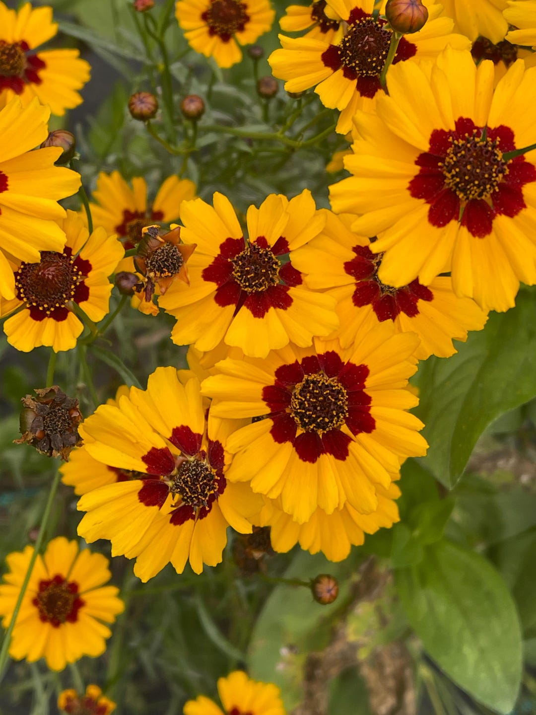 Plains Coreopsis Seeds, Yellow Daisy Flowers, Tall Cut Flower (25 Seeds ...