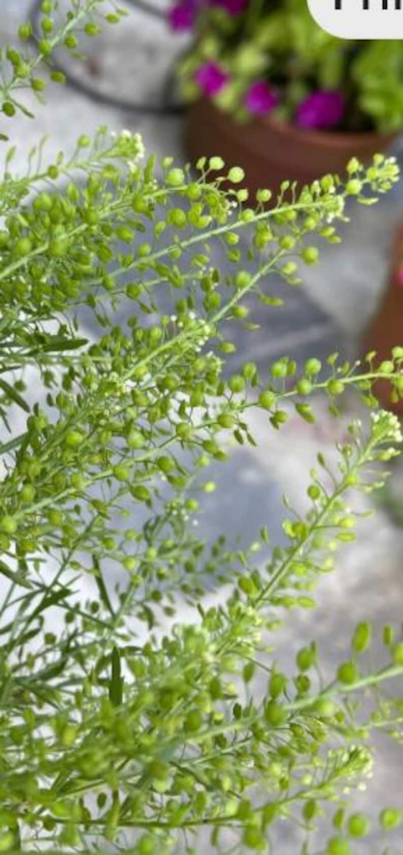Dragon Cress Seeds, Emerald Green Filler, Bouquet Supply (25 Seeds) - Etsy