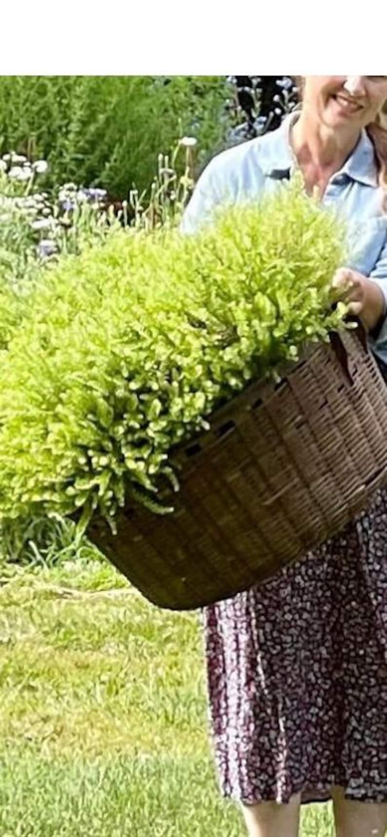 Dragon Cress Seeds, Emerald Green Filler, Bouquet Supply (25 Seeds) - Etsy