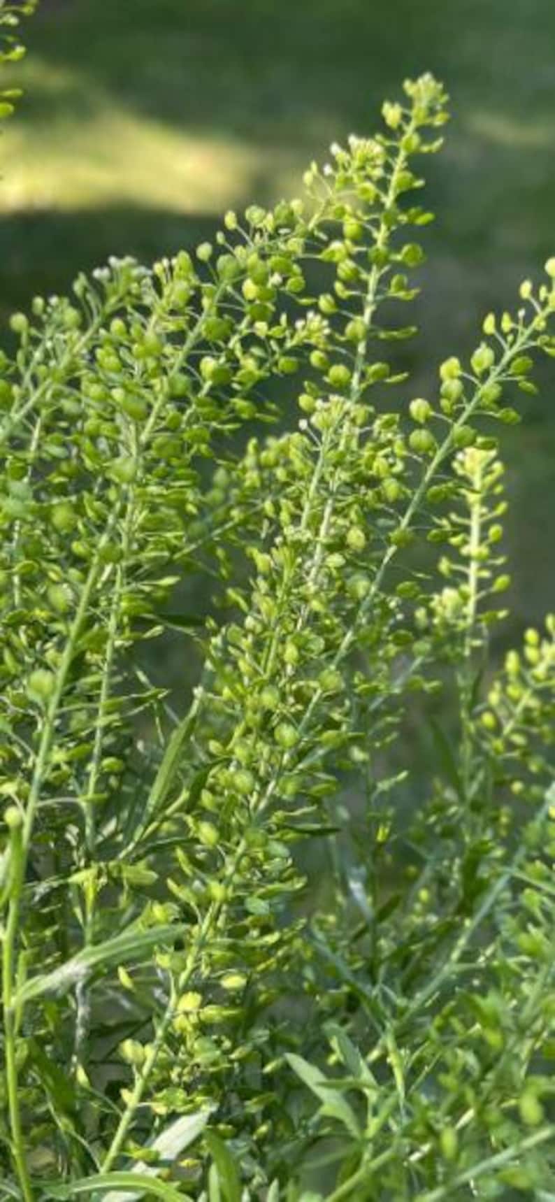 Dragon Cress Seeds, Emerald Green Filler, Bouquet Supply (25 Seeds) - Etsy