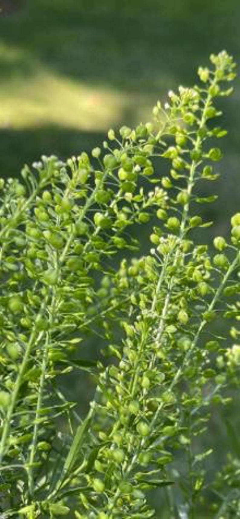 Dragon Cress Seeds, Emerald Green Filler, Bouquet Supply (25 Seeds) - Etsy
