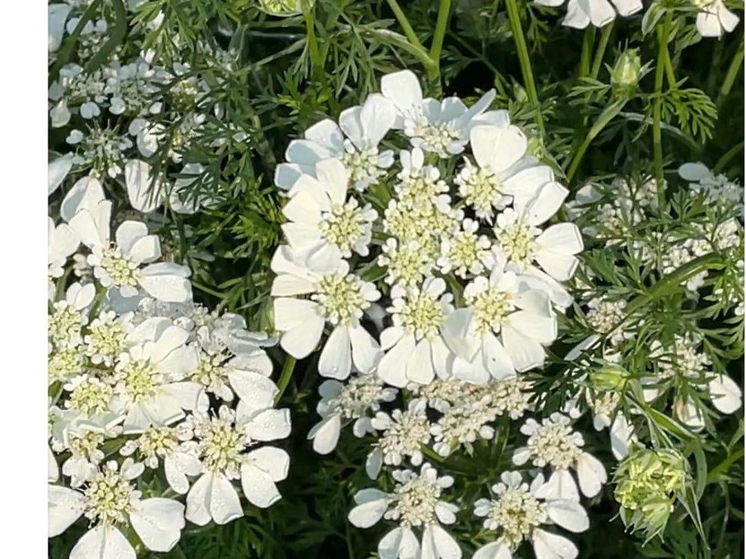 Orlaya Grandiflora Seeds - White Lace Flower, Cut Flower Farm - Etsy