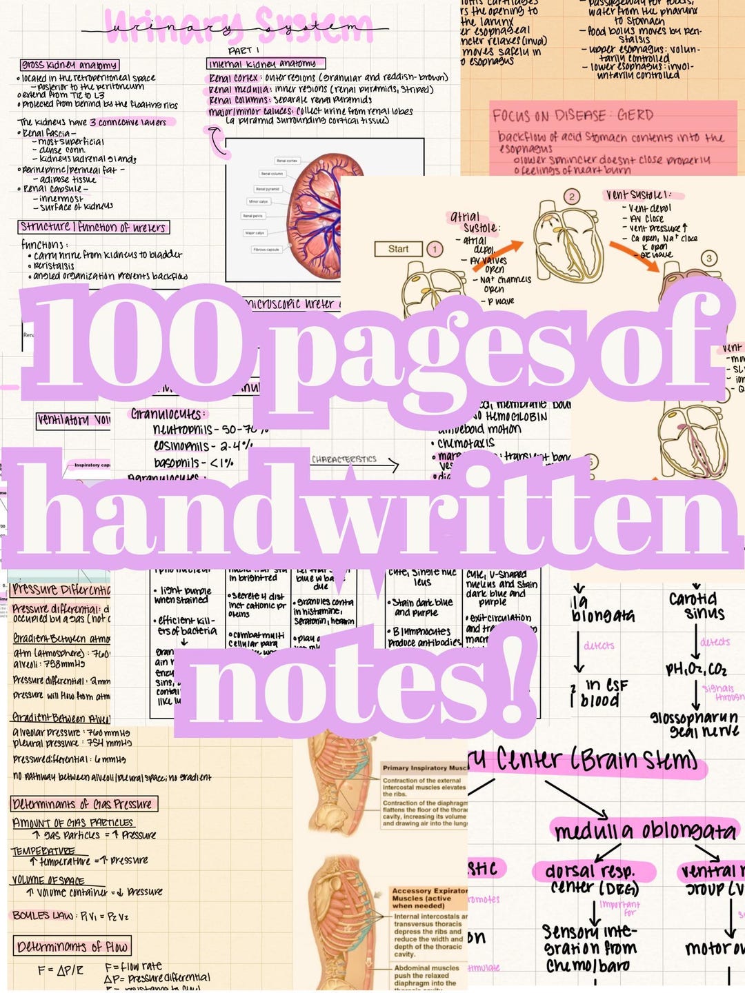 Anatomy & Physiology Handwritten Notes/study Material - Etsy