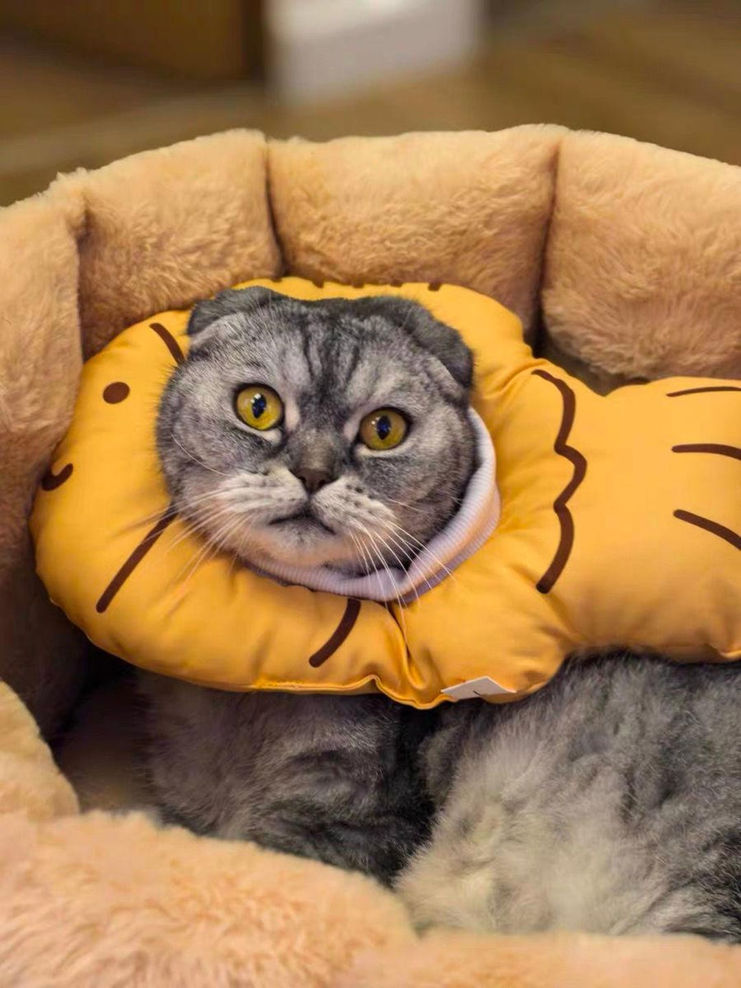 Cute Little Fish, Cat Headgear, Dog Collars, Pet Cute Decorations ...