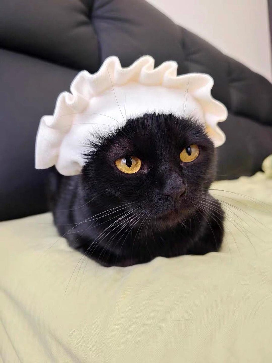 Pet Hats, Decorations, Funny Dumpling Headwear, Dog Headgear, Cat ...