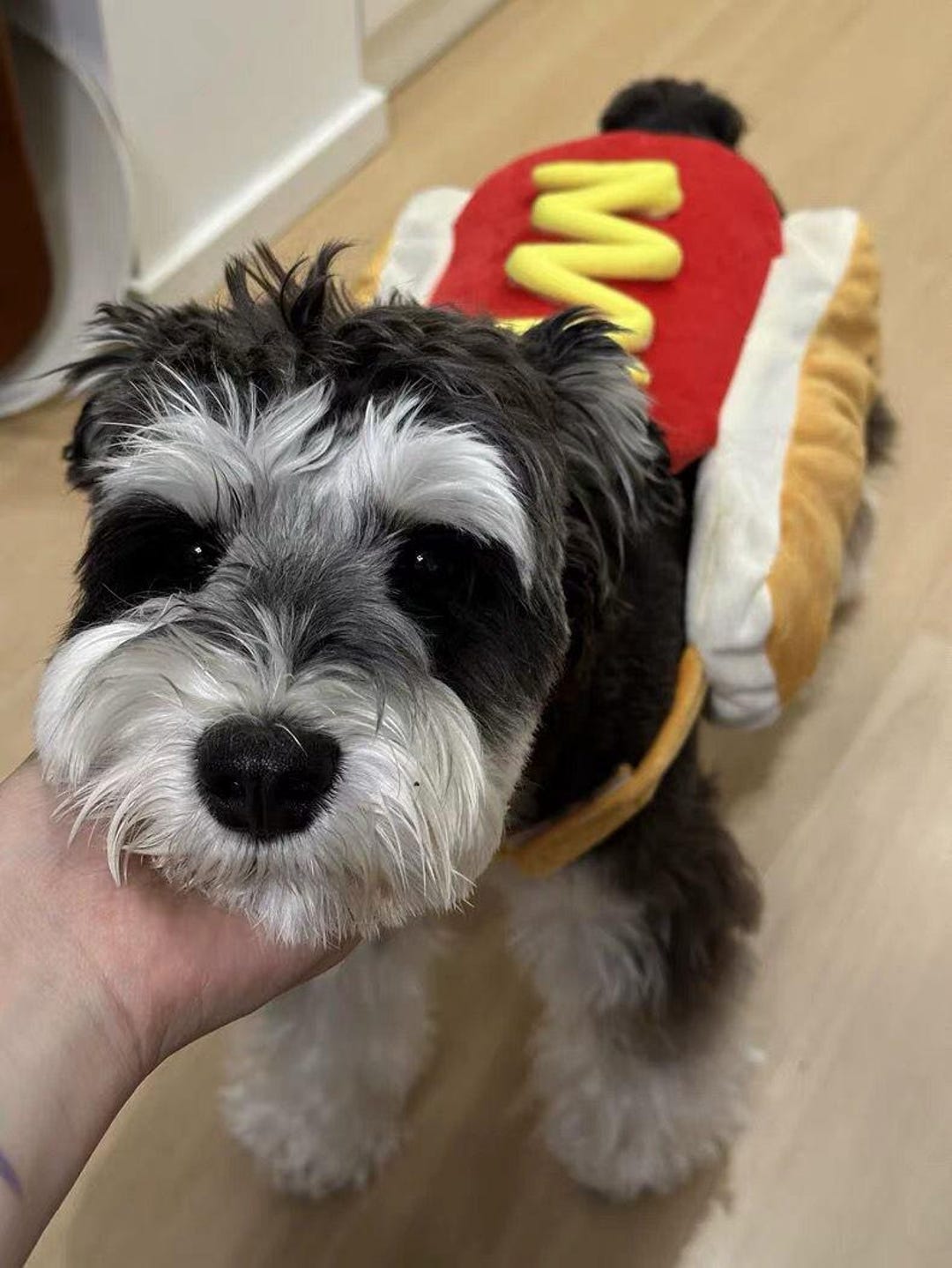 Pet Costumes, Hot Dog Clothing, Cat Cross Dressing, Dog Funny Clothes ...