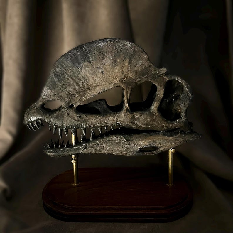 Réplica de crânio de Dilophosaurus - Réplica realista de fóssil de ...