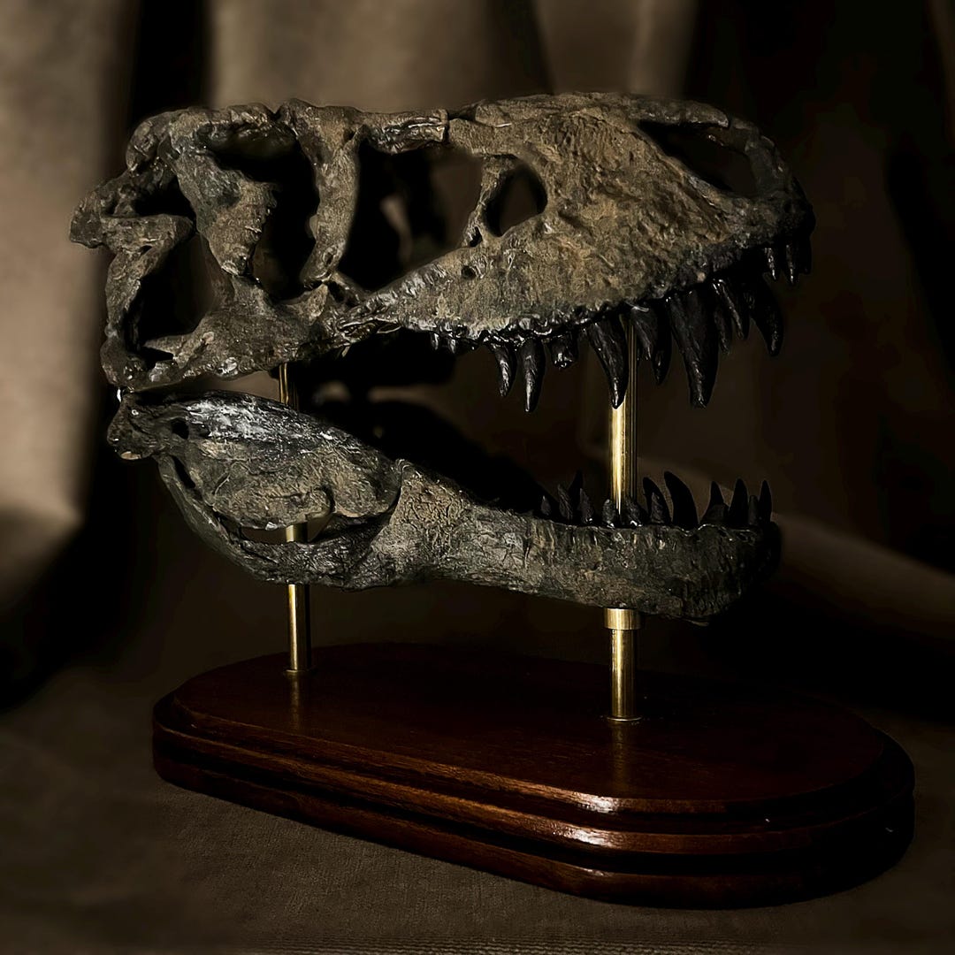 Tyrannosaurus Rex Skull Replica – Realistic Dinosaur Fossil Replica ...
