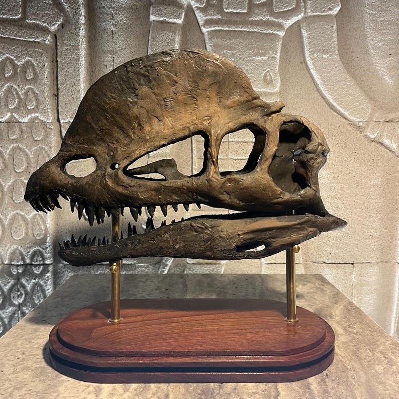 Réplica de crânio de Dilophosaurus - Réplica realista de fóssil de ...