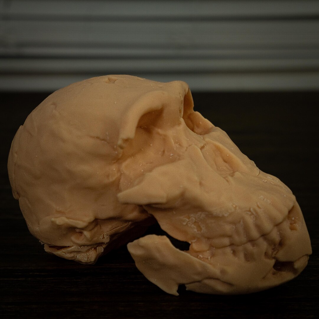 Homo Naledi Skull Replica: 3D Printed Resin Fossil, Paleo Decor - Etsy