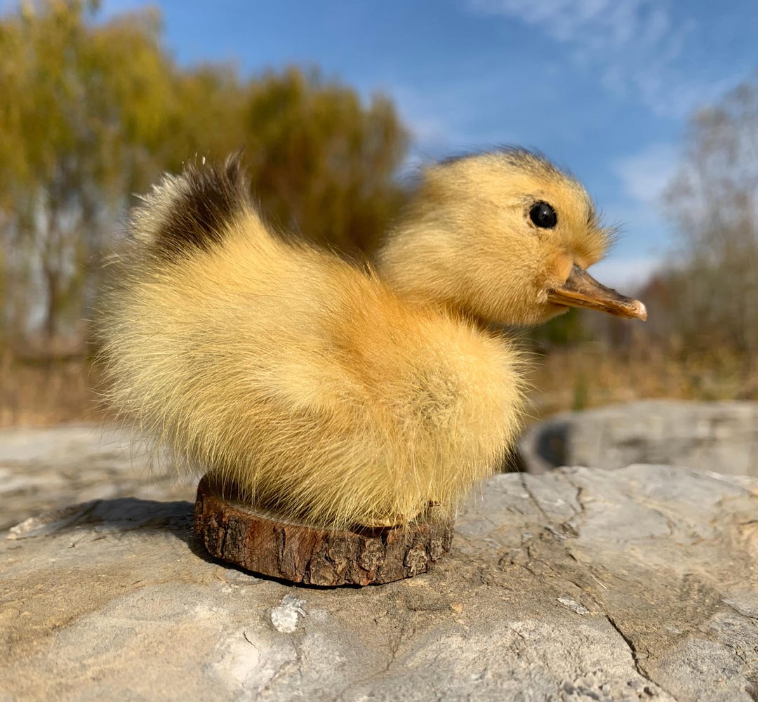 Ethical Real Duckling Taxidermy - Etsy
