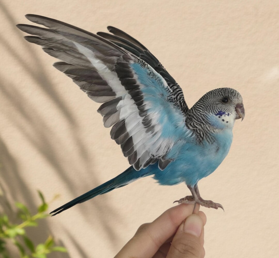 Real Blue Budgerigar Taxidermy Specimen | Ethical Parakeet Display Art ...