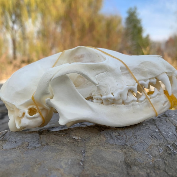 Fox Skull - Etsy