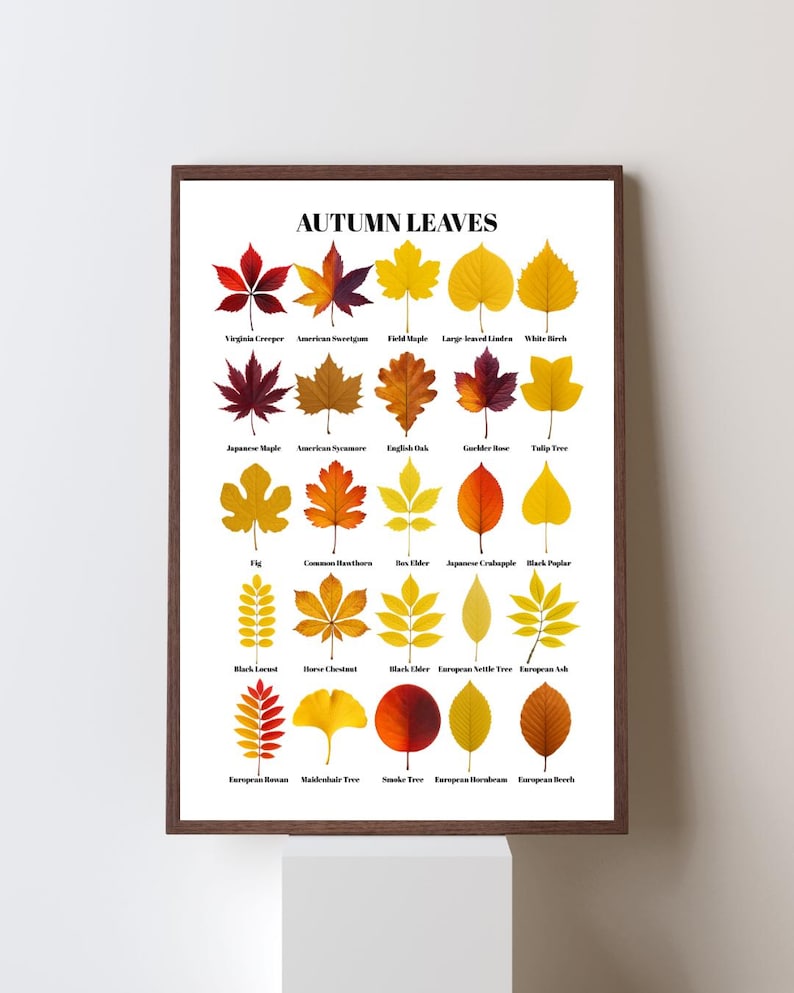 Leaf Poster: Fall Leaves Identification Chart, Nature Study ...