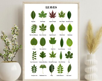 Leaf Poster: Tree Leaves Identification Chart, Nature Study ...