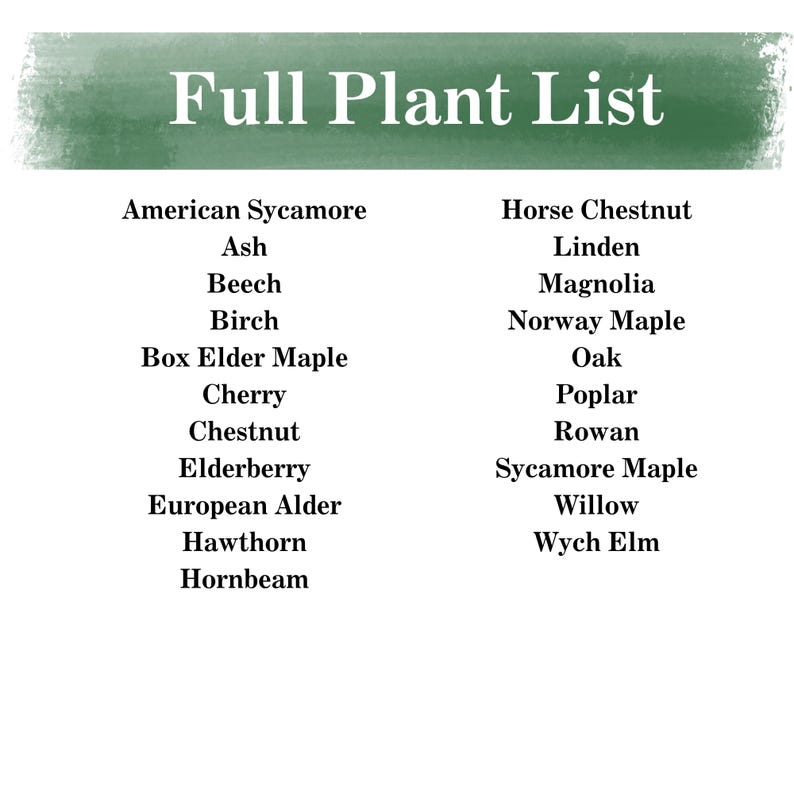 Tree Bud Identification Cards, Printable Nature Flashcards, Homeschool ...