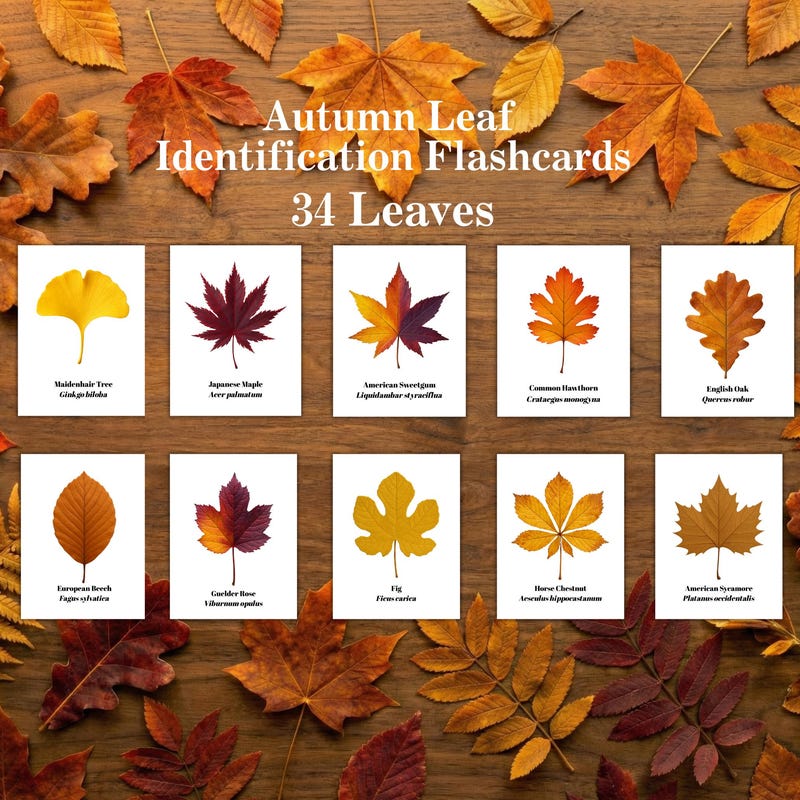 Fall Leaves Design - Etsy