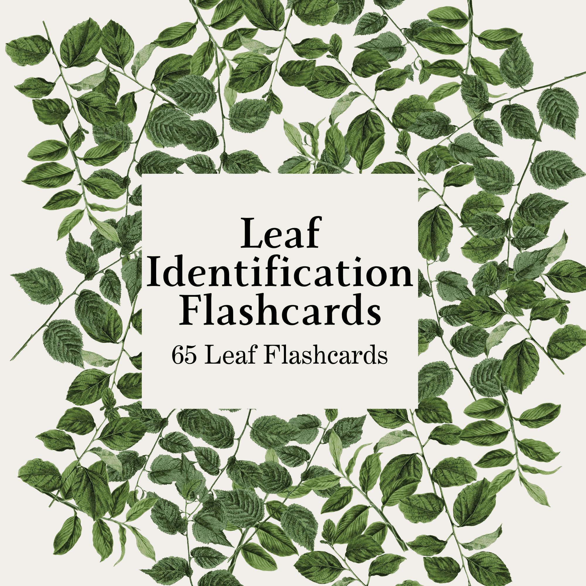 Leaf Identification Cards, 65 Leaf Flashcards, Plant ID, English ...
