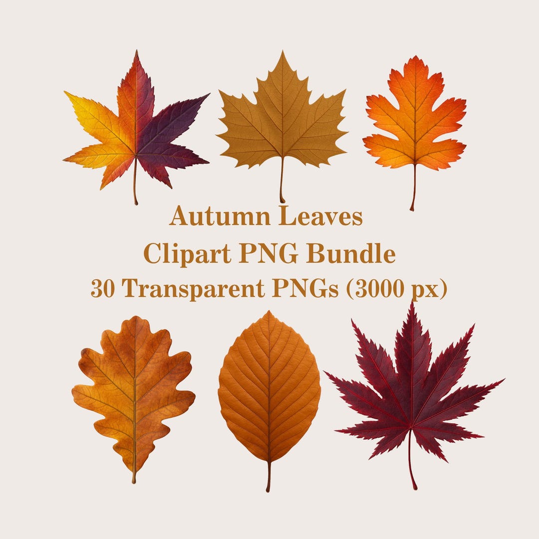 Fall Leaves Clipart: Autumn Leaf PNG Bundle, 30 Transparent PNG ...