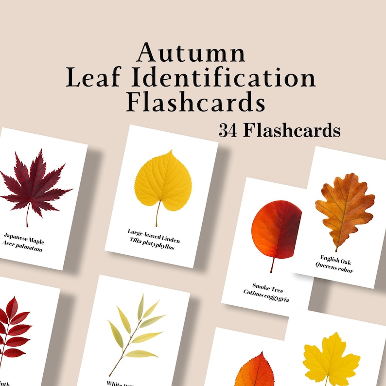 Autumn Leaf Identification Cards: 34 Leaf Flashcards, Fall Leaves Plant ...
