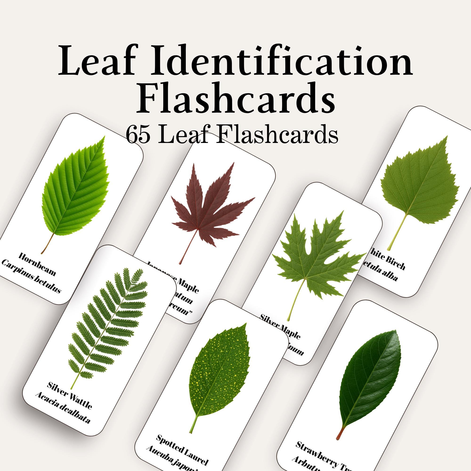 Leaf Identification Cards, 65 Leaf Flashcards, Plant ID, English ...
