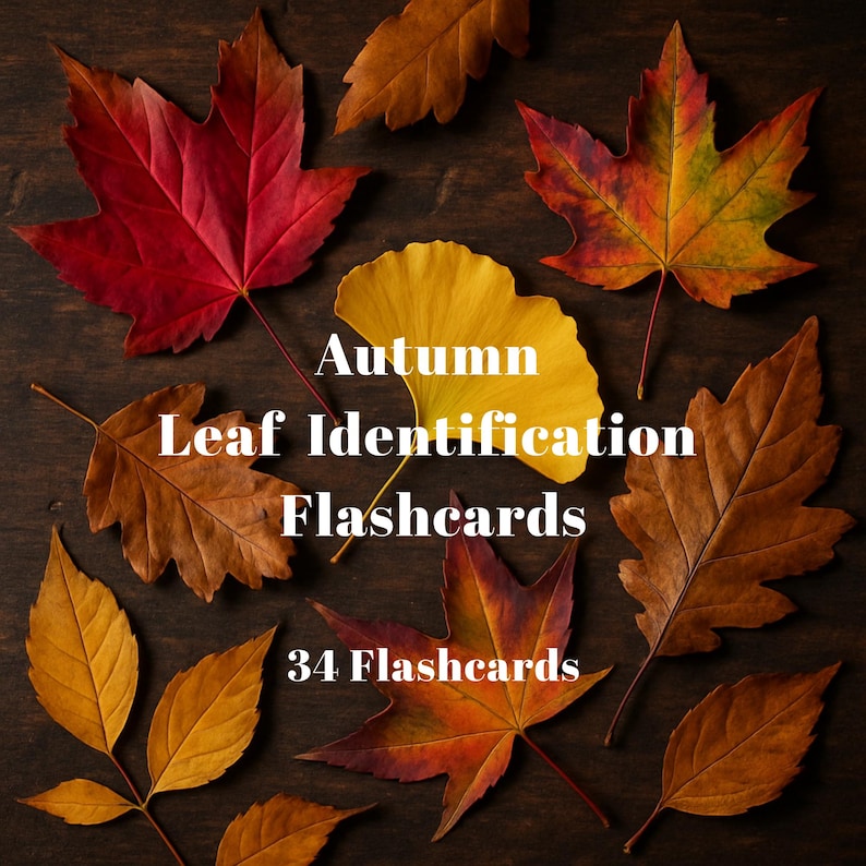 Autumn Leaf Identification Cards: 34 Leaf Flashcards, Fall Leaves Plant ...