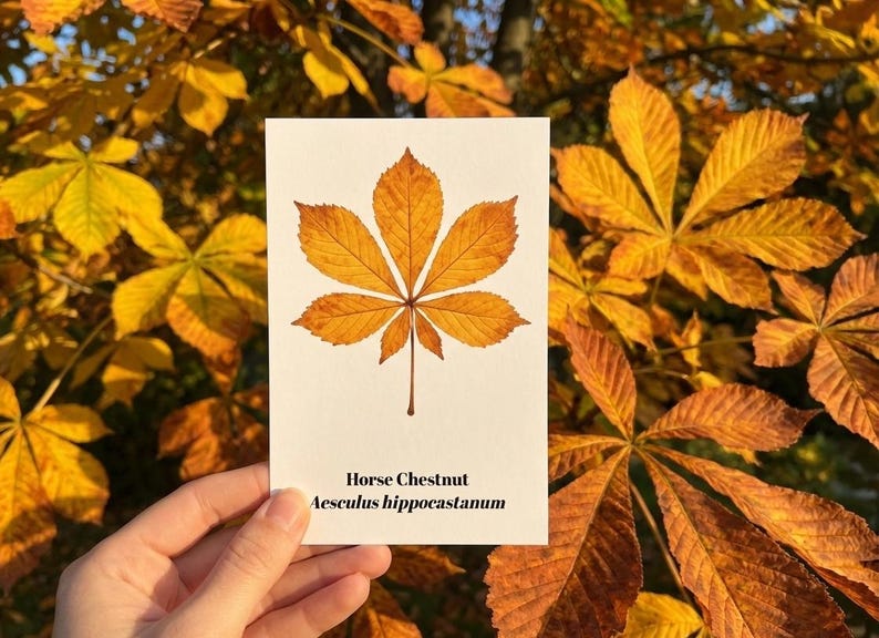 Autumn Leaf Identification Cards: 34 Leaf Flashcards, Fall Leaves Plant ...