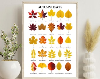 Leaf Poster: Fall Leaves Identification Chart, Nature Study ...