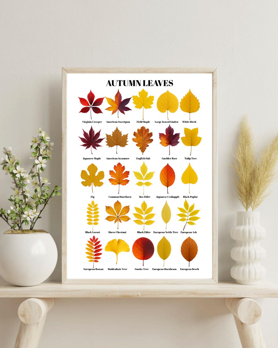 Leaf Poster: Fall Leaves Identification Chart, Nature Study ...