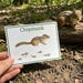 Animal Tracks Flashcards, North American Mammal Identification, Nature ...