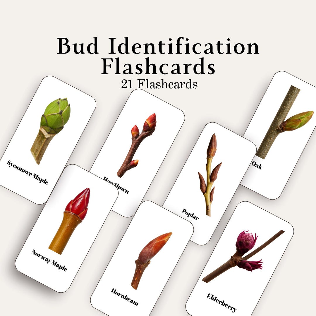 Tree Bud Identification Cards, Printable Nature Flashcards, Homeschool ...