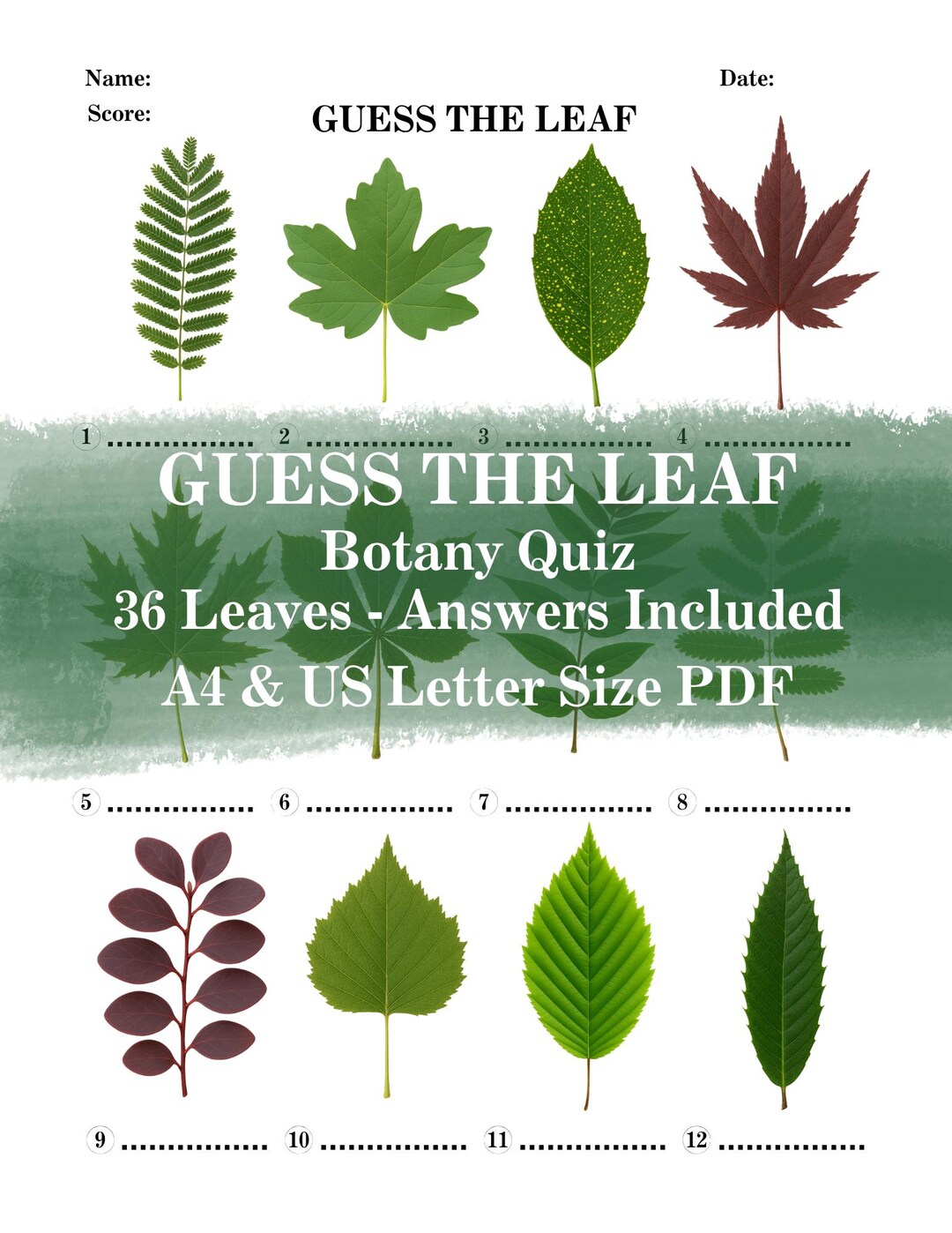 Guess the Leaf Quiz: Botany Game With 36 Leaf Images (printable) - Etsy