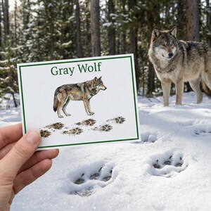 Animal Tracks Flashcards, North American Mammal Identification, Nature ...