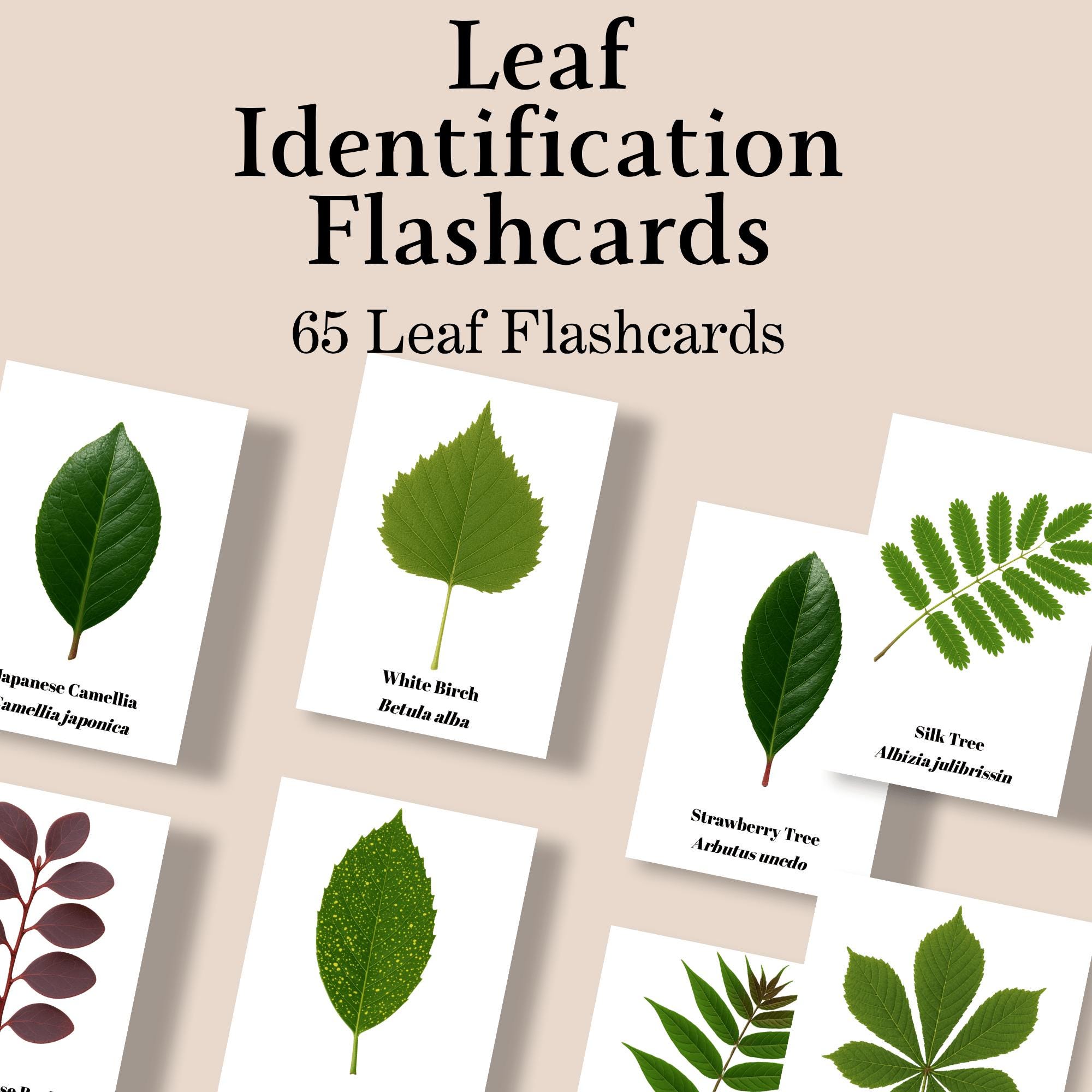 Leaf Identification Cards, 65 Leaf Flashcards, Plant ID, English ...