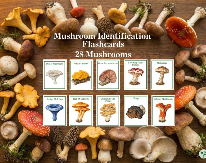 Useful Fungi Digital Bundle - Digital Print + Learning Cards ...
