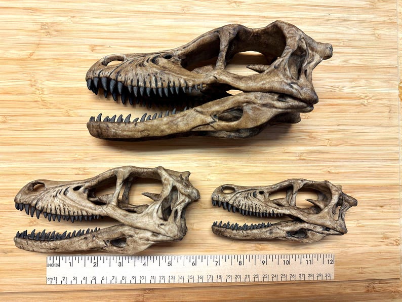 Velociraptor Dinosaur Skull Bone Fossil Replica - Etsy