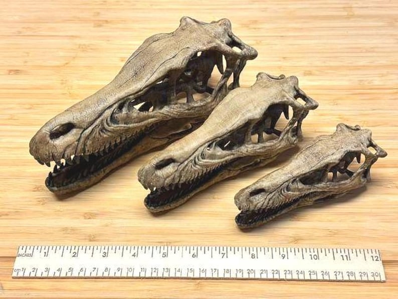 Velociraptor Dinosaur Skull Bone Fossil Replica - Etsy
