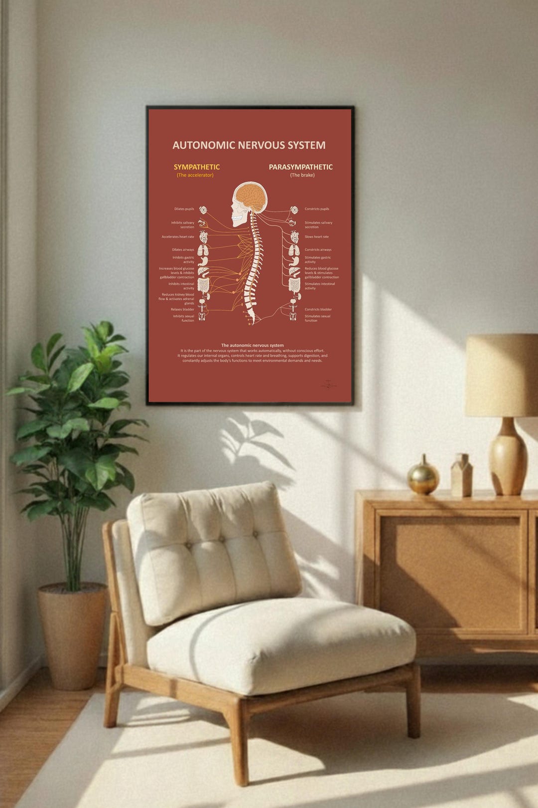 Educational Wall Art – Autonomic Nervous System Decor – ANS Diagram ...