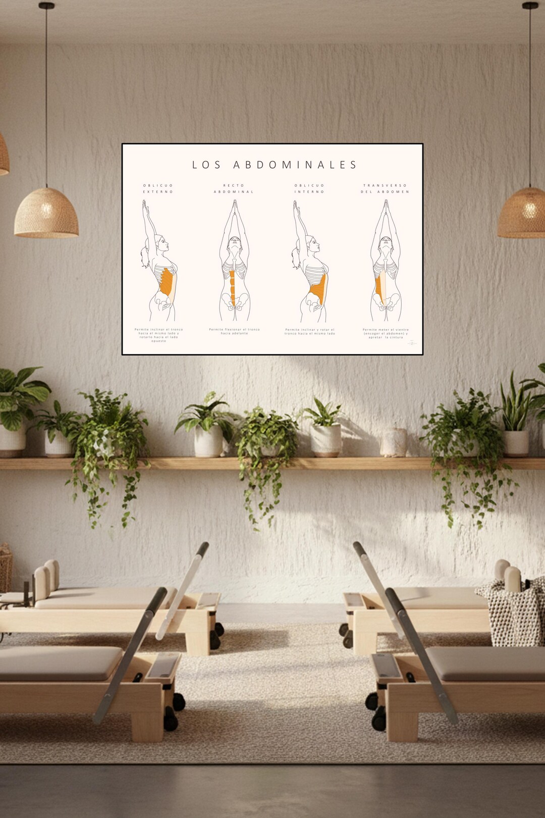 Póster Anatomía Abdominal Pilates – Lámina Músculos Core Para Estudios ...