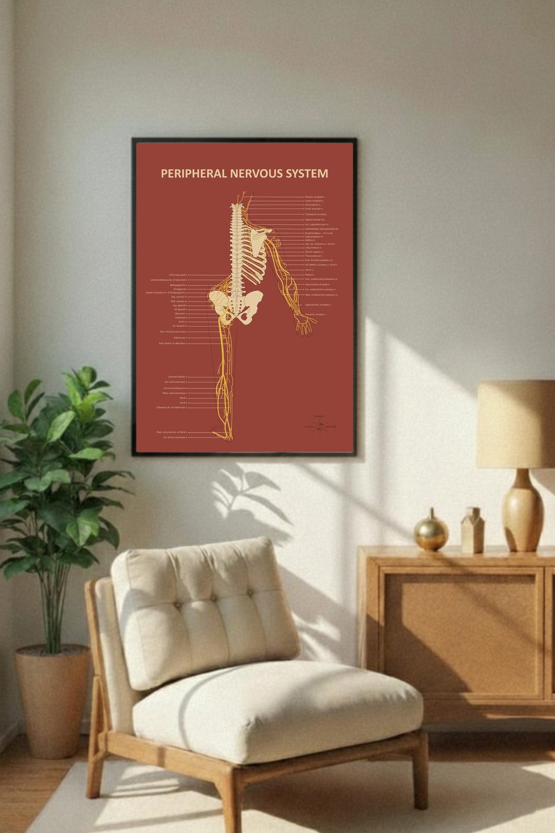 Educational Wall Art – Peripheral Nervous System Poster – Chiropractic ...