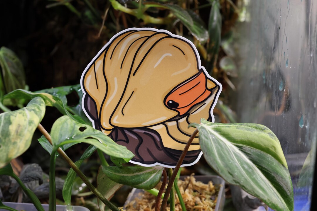 Cubaris Sp. "rubber Bee" - Isopod WATERPROOF Vinyl Laminated Sticker ...