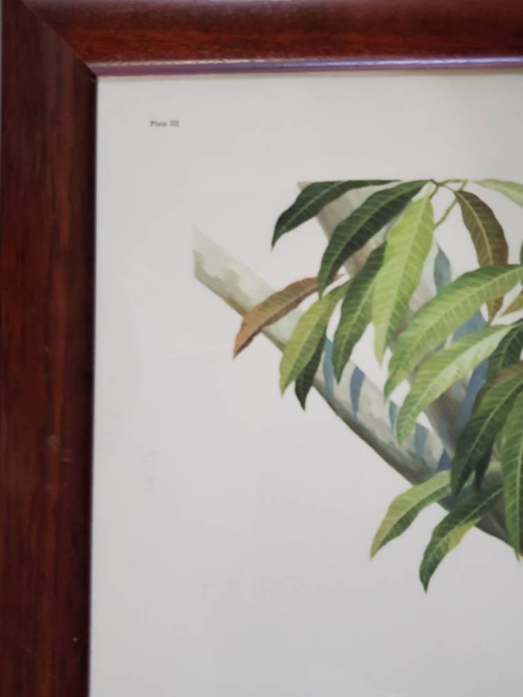 Signed by Artist Arthur Singer Clouded Leopard Large Framed Art Print ...